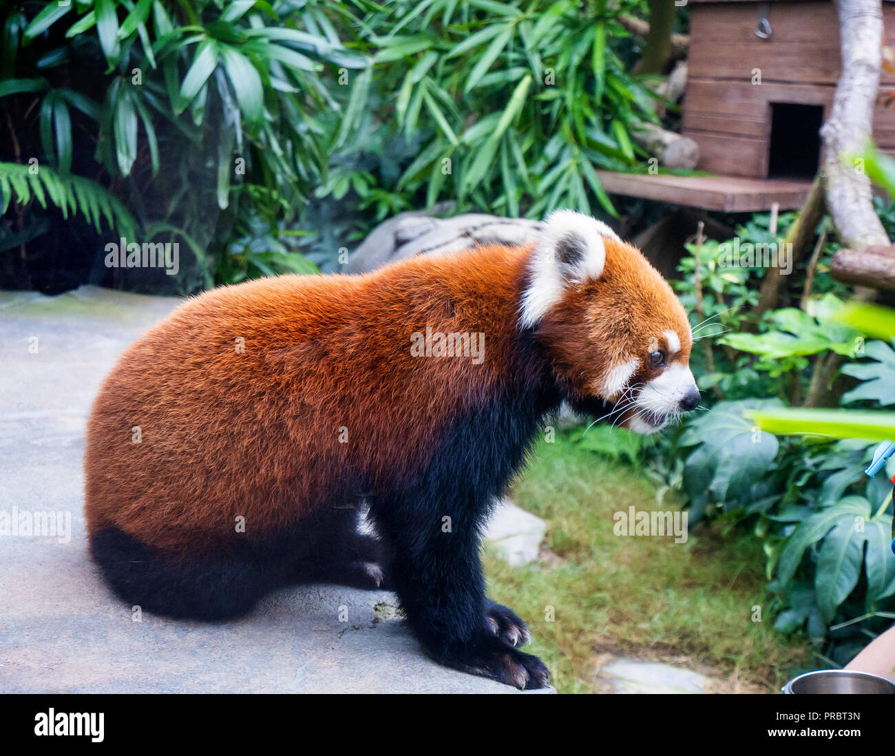 Gros pandas Banque de photographies et d’images à haute résolution - Alamy