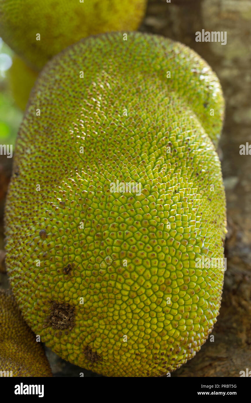 Jack fruit in a tree Banque de photographies et d’images à haute ...