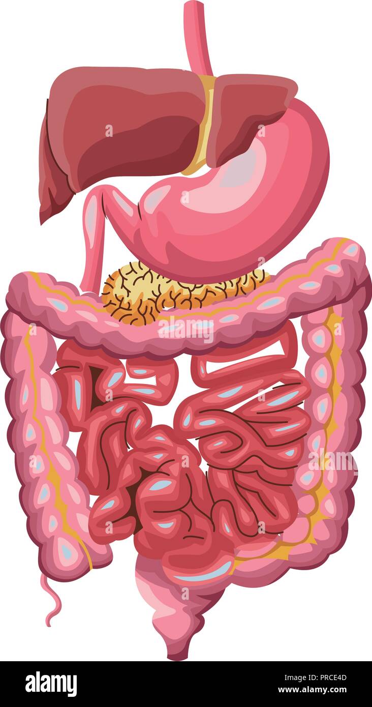 Système Digestif Humain Banque d'image et photos - Alamy
