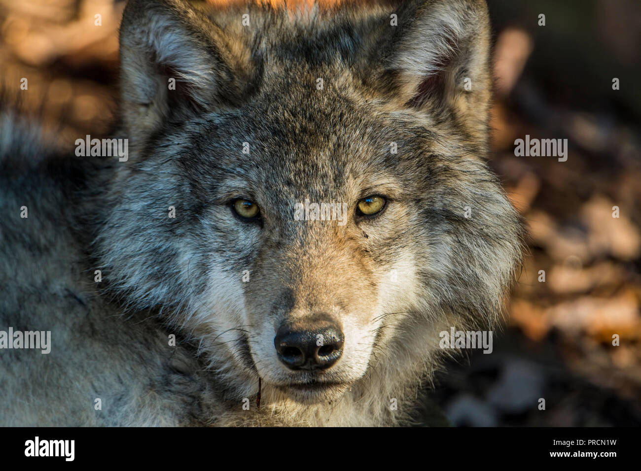 Grey wolf portrait Banque de photographies et d’images à haute ...