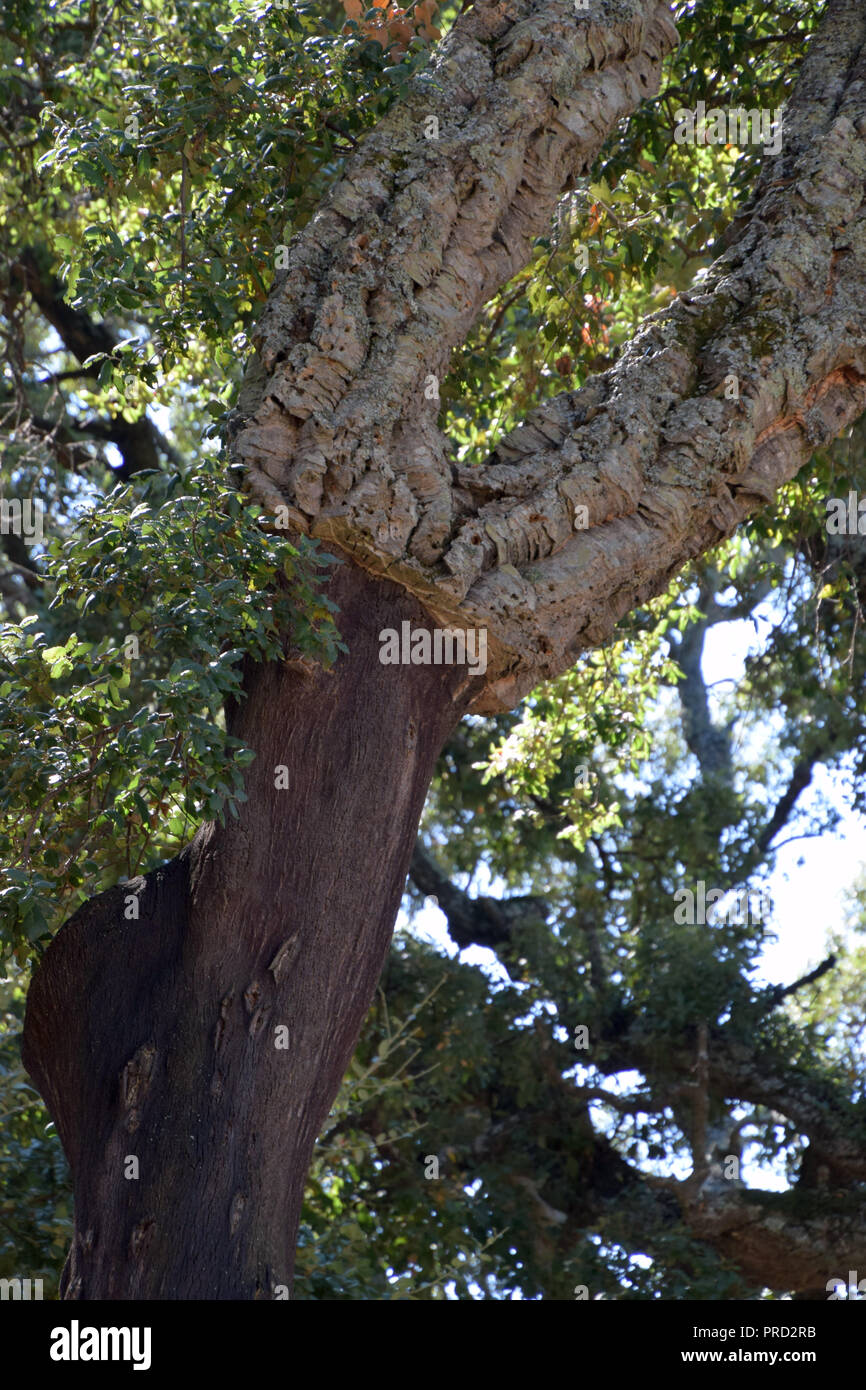 La culture de chêne-liège en Italie, ou chêne liège Quercus suber en ...