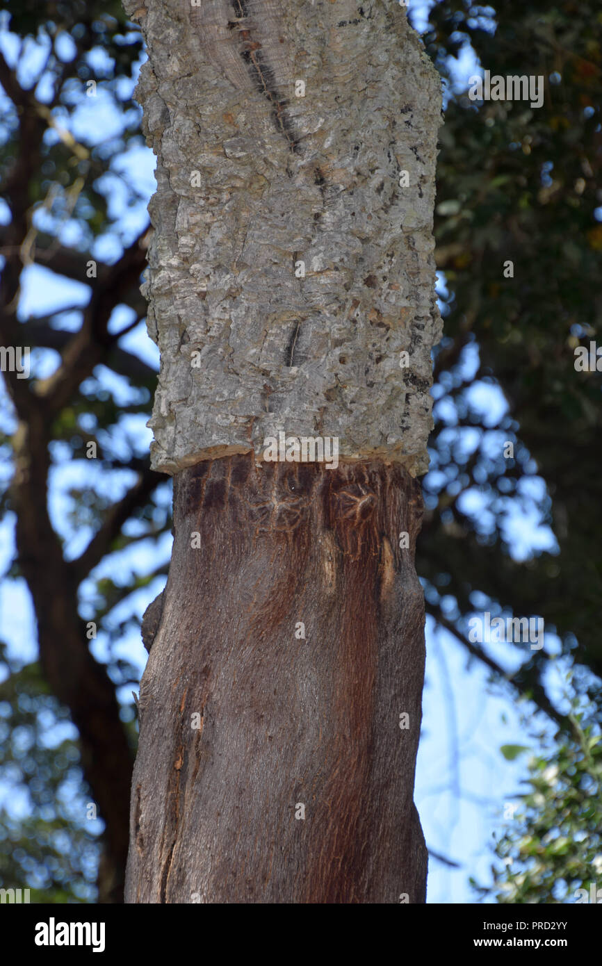 Ou le chêne-liège Quercus suber en Sardaigne en méditerranée, vue ...