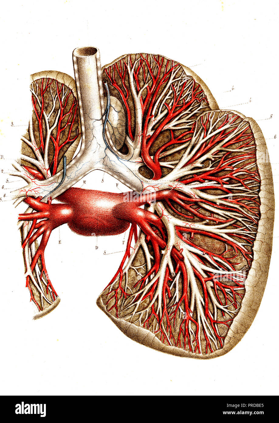 Vaisseaux anatomiques Banque de photographies et d’images à haute ...