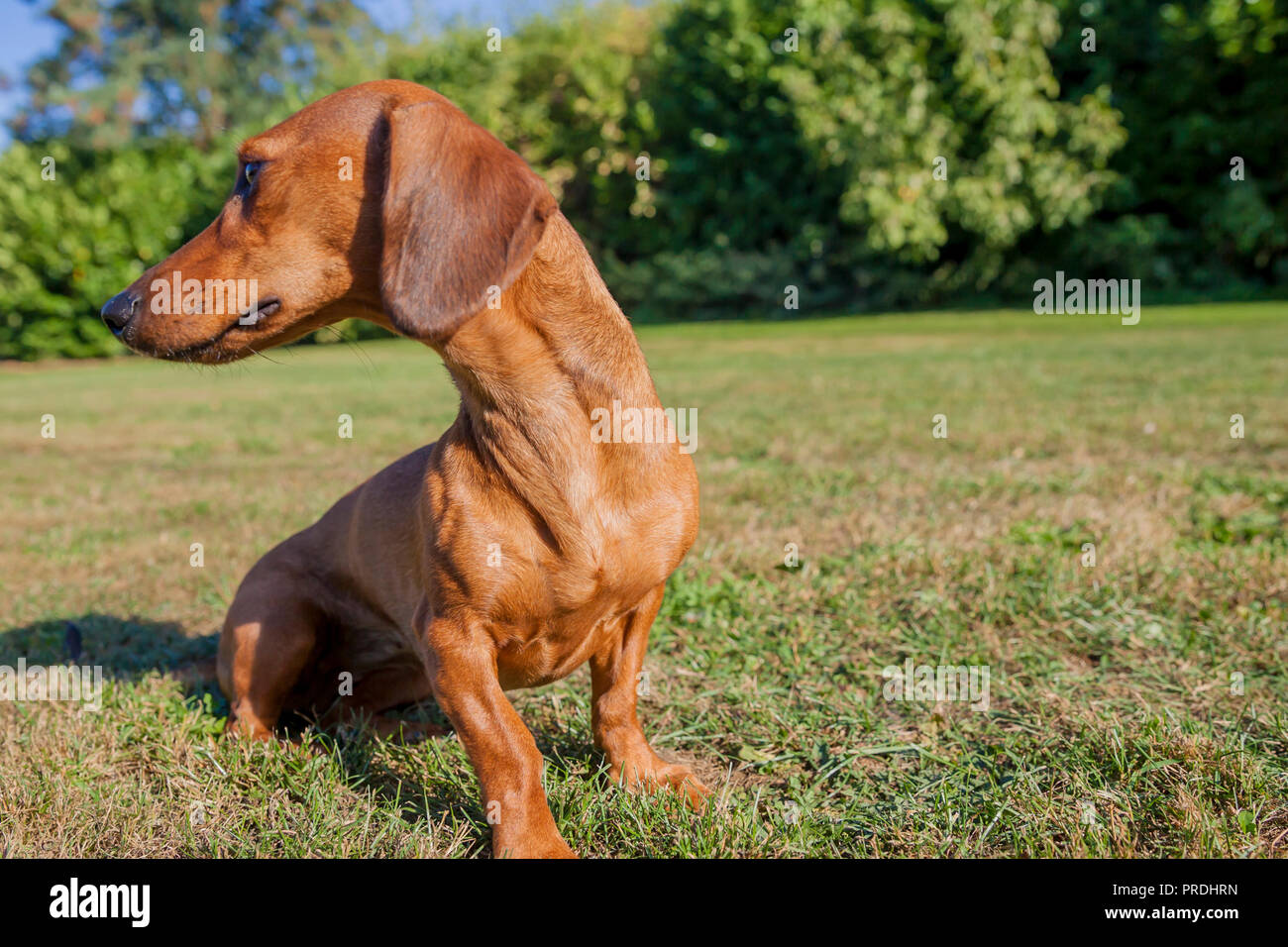 Petite Saucisse Banque d'image et photos - Alamy