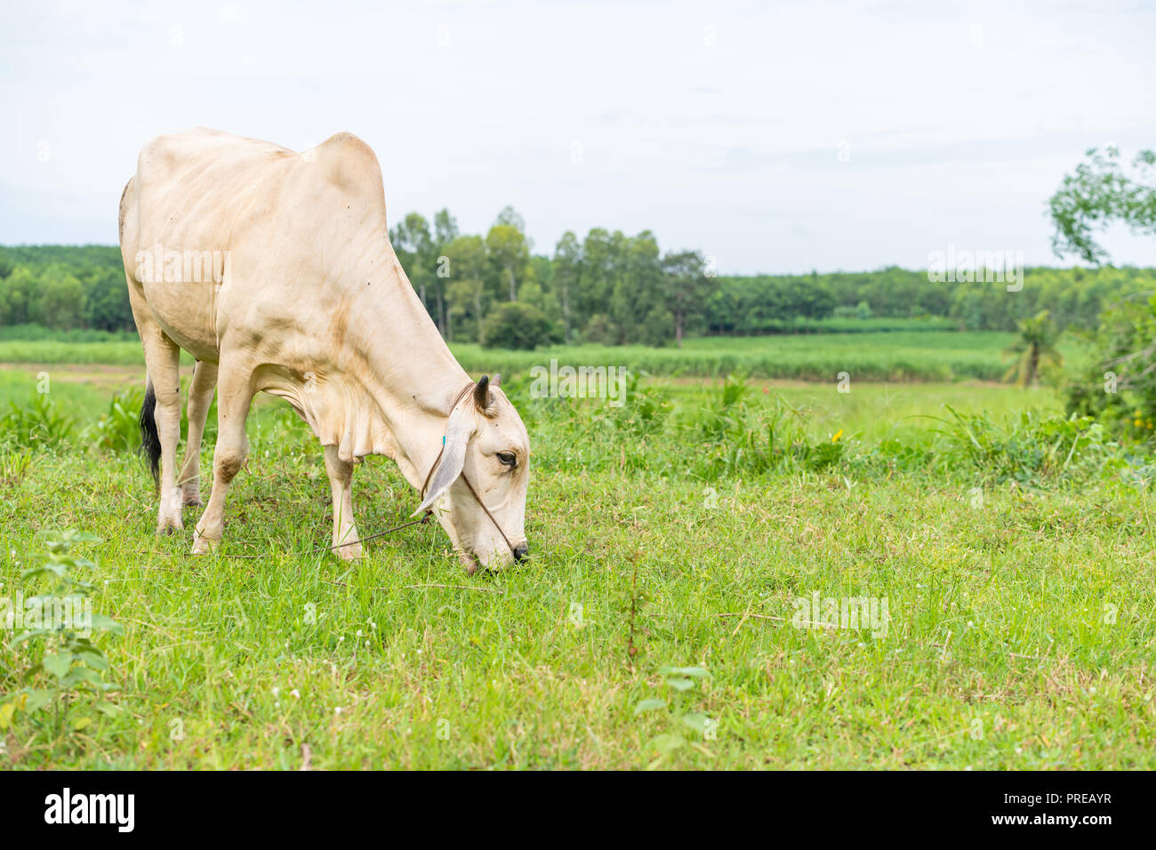 Une vache brahman femelle Banque de photographies et d’images à haute ...