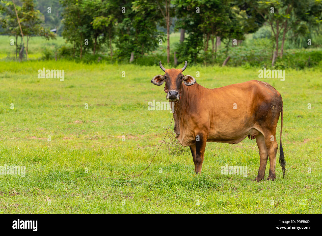 Une vache brahman femelle Banque de photographies et d’images à haute ...