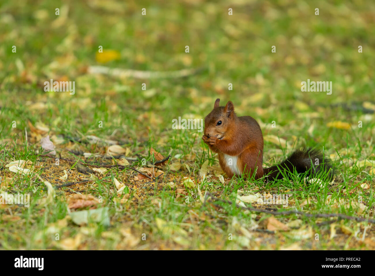 Un écureuil roux à queue noire se nourrissent des graines de plantes ...