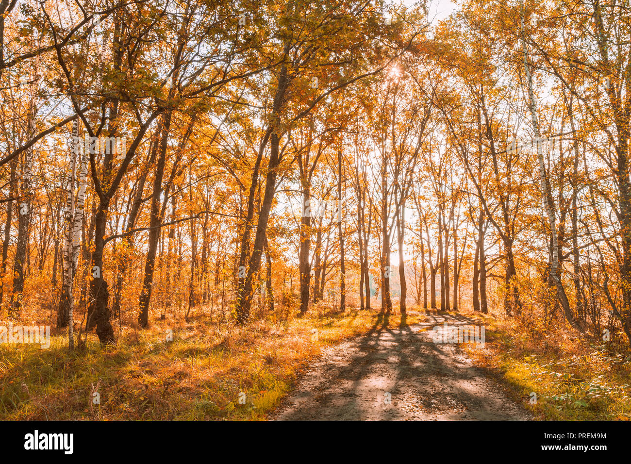 Voie d'automne Banque de photographies et d’images à haute résolution - Alamy