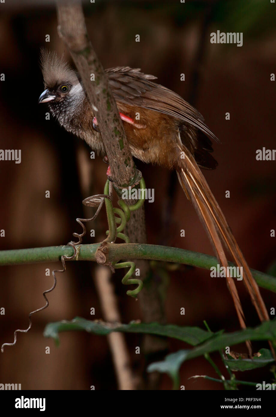 Colius colius Banque de photographies et d’images à haute résolution ...