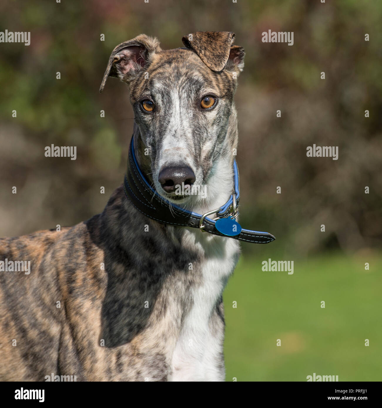 Levrier greyhound Banque de photographies et d’images à haute ...