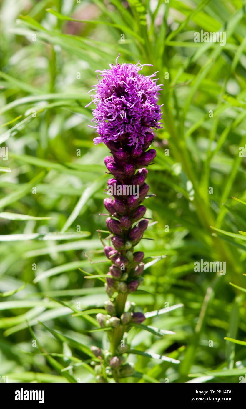 Dense blazing star liatris spicata Banque de photographies et d’images ...