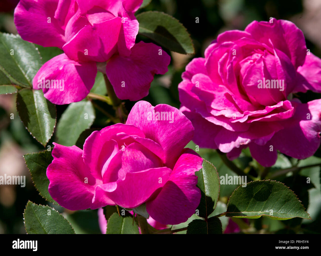 Plante noble Banque de photographies et d’images à haute résolution - Alamy