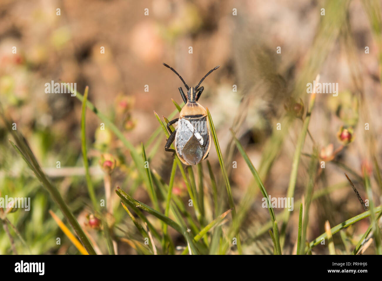 La faune du parc national de yellowstone Banque de photographies et d ...