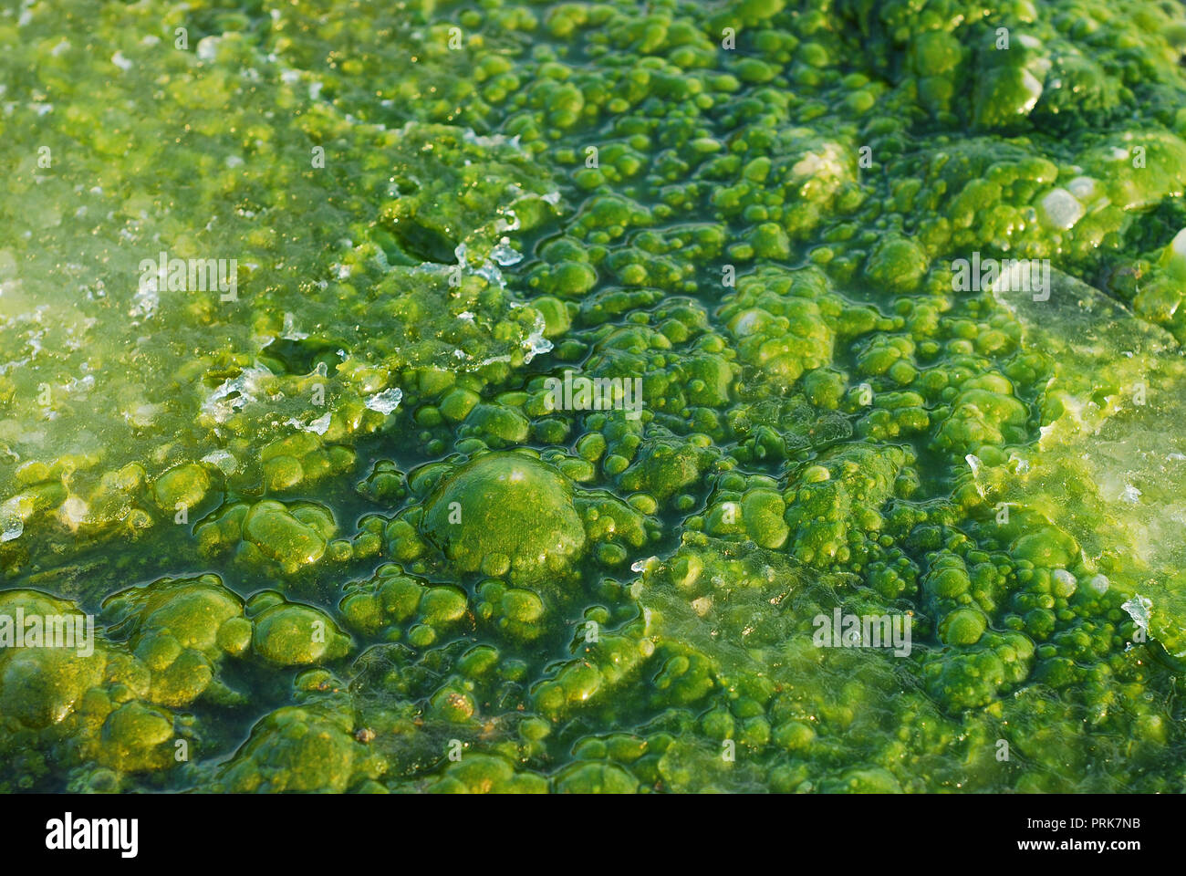 Texture D'algues Banque d'image et photos - Alamy