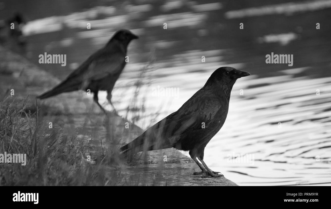 Les corbeaux et la mer Banque d'images noir et blanc - Alamy