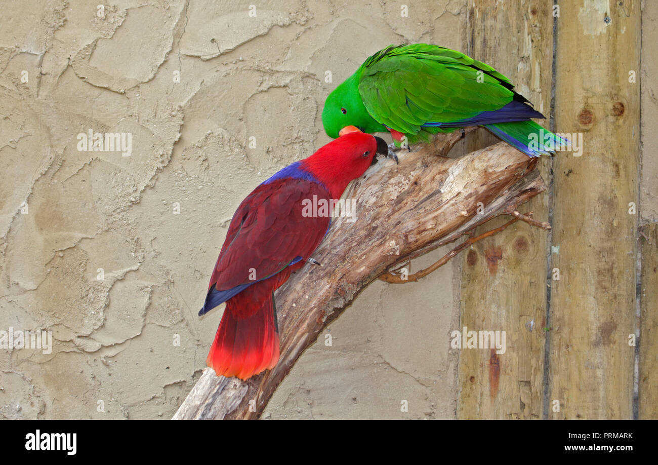 Couple eclectus roratus Banque de photographies et d’images à haute ...