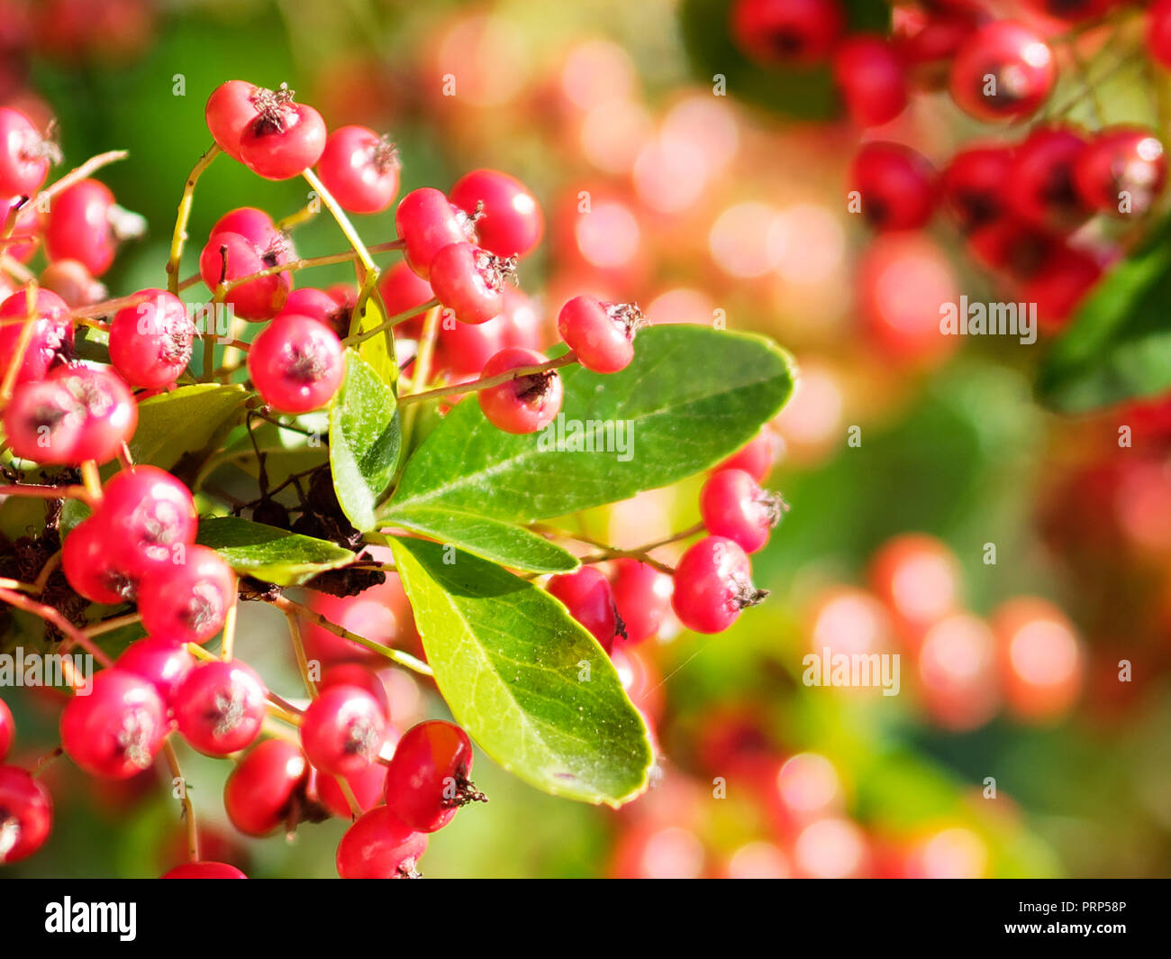 Fruits rouges toxiques uk Banque de photographies et d’images à haute ...