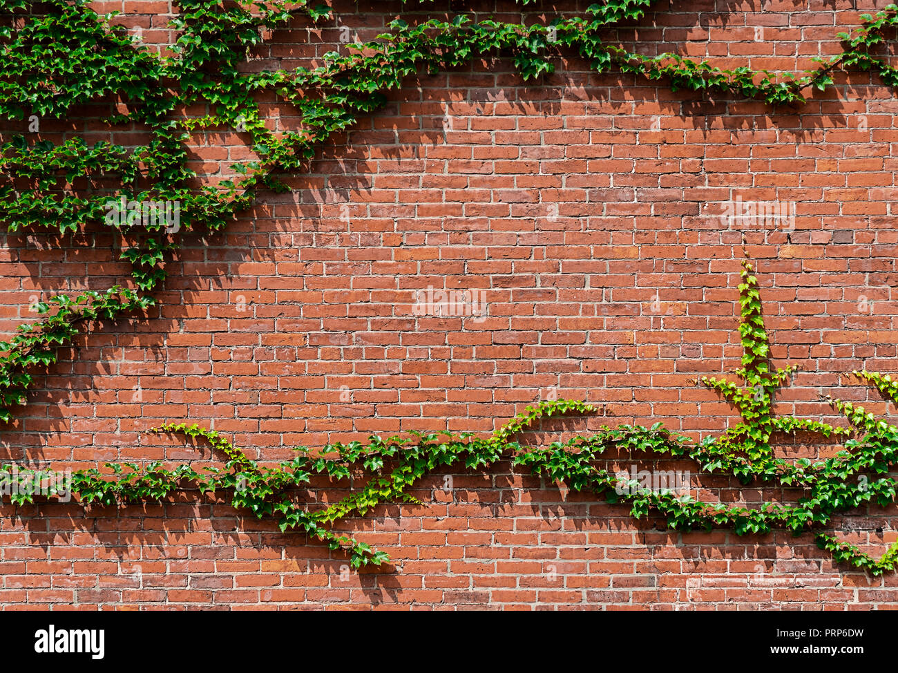 Mur de briques avec lierre grimpant Banque de photographies et d’images ...