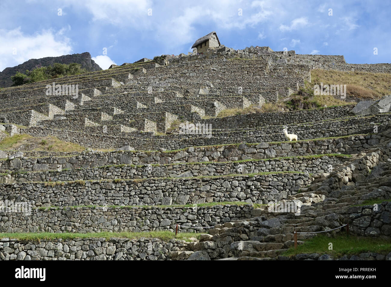 Mur De Lama Banque d'image et photos - Alamy