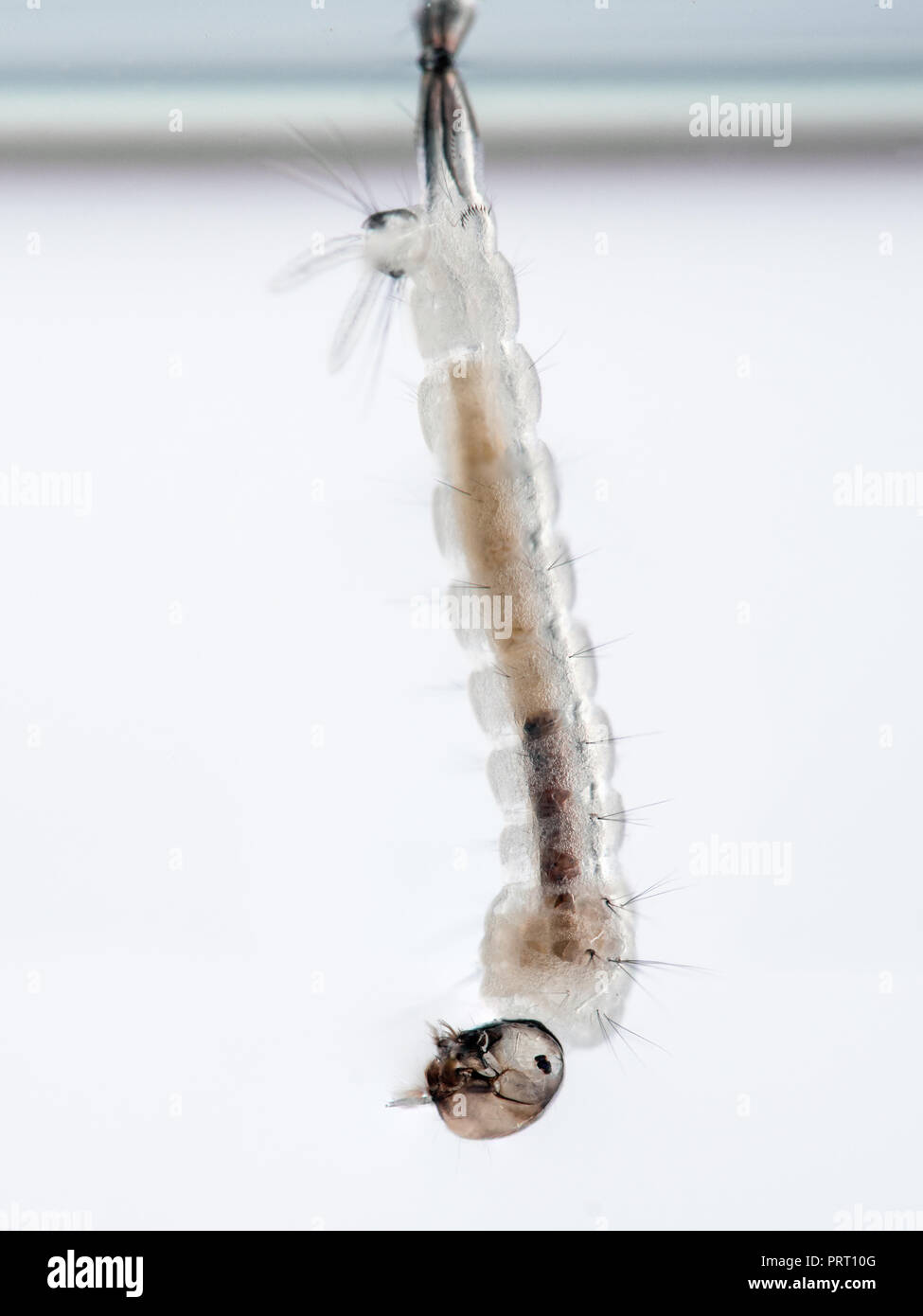 La importancia del agua Banque de photographies et d’images à haute ...