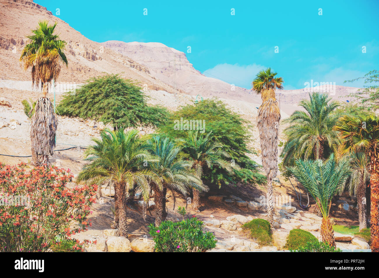 Oasis dans le désert Banque de photographies et d’images à haute ...