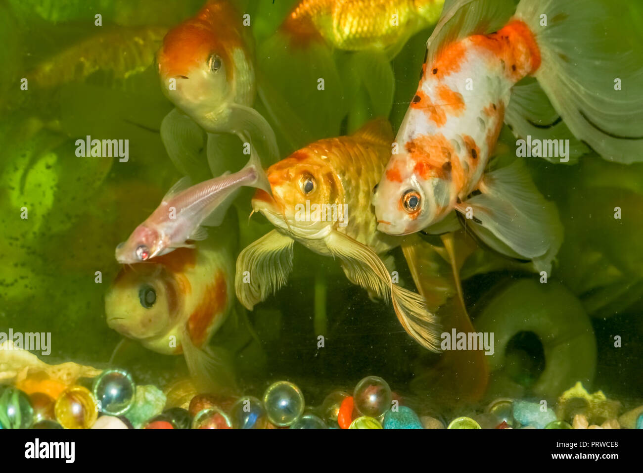 Aquarium de poisson rouge Banque de photographies et d’images à haute ...