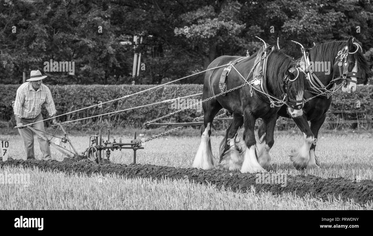 Laboureur traditionnel Banque d'images noir et blanc - Alamy