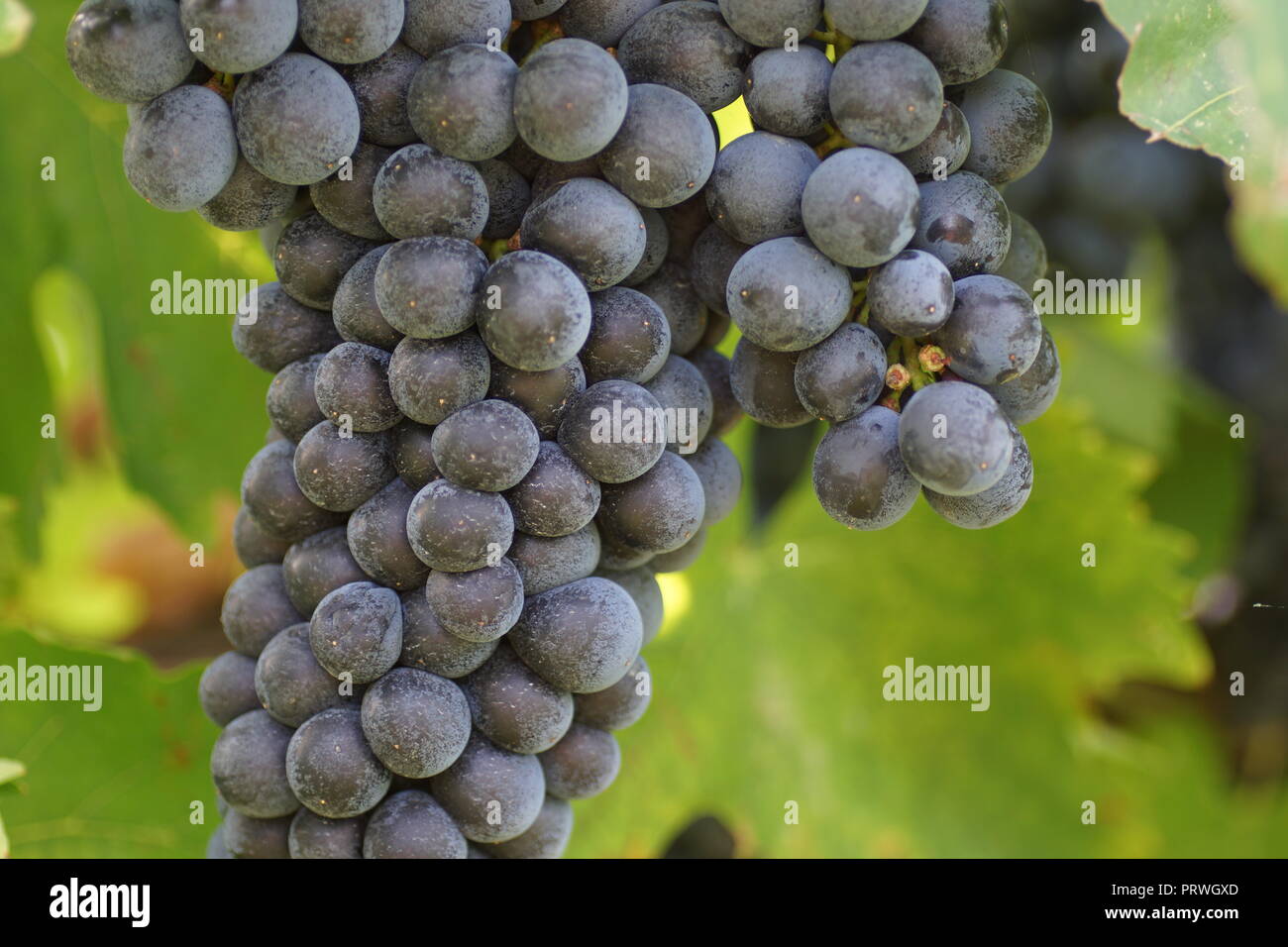 Grappe de raisins poussant sur une vigne, close-up. Feuilles de vigne à ...
