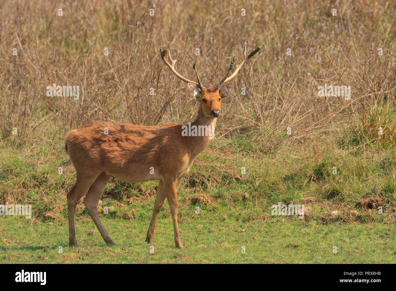 Barasingha ou marais Banque de photographies et d’images à haute ...