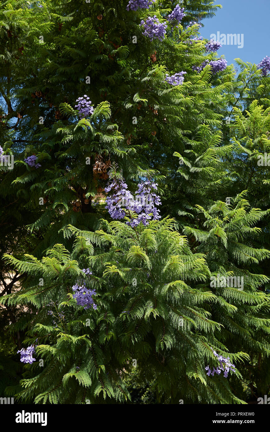 Jacaranda mimosifolia arbre Photo Stock - Alamy