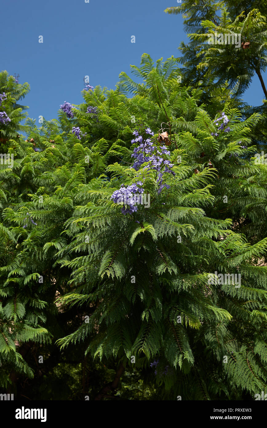 Arbre jacaranda mimosifolia Banque de photographies et d’images à haute ...
