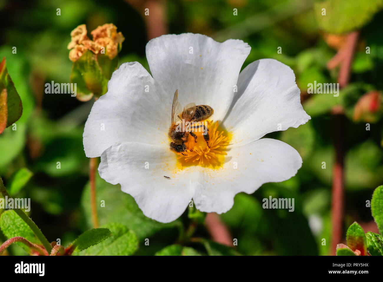 Gomme ladanum Banque de photographies et d’images à haute résolution ...
