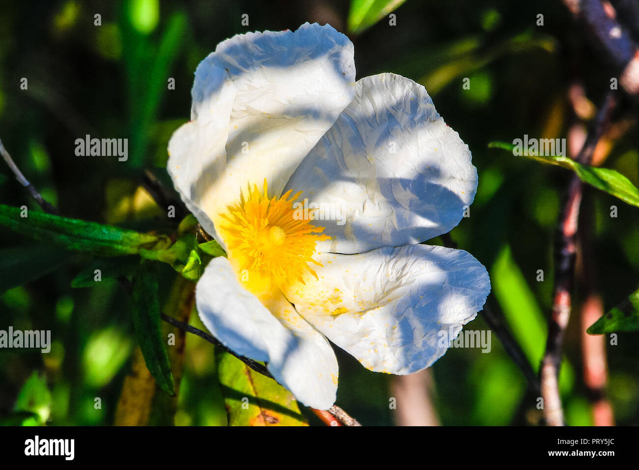 Gomme ladanum Banque de photographies et d’images à haute résolution ...