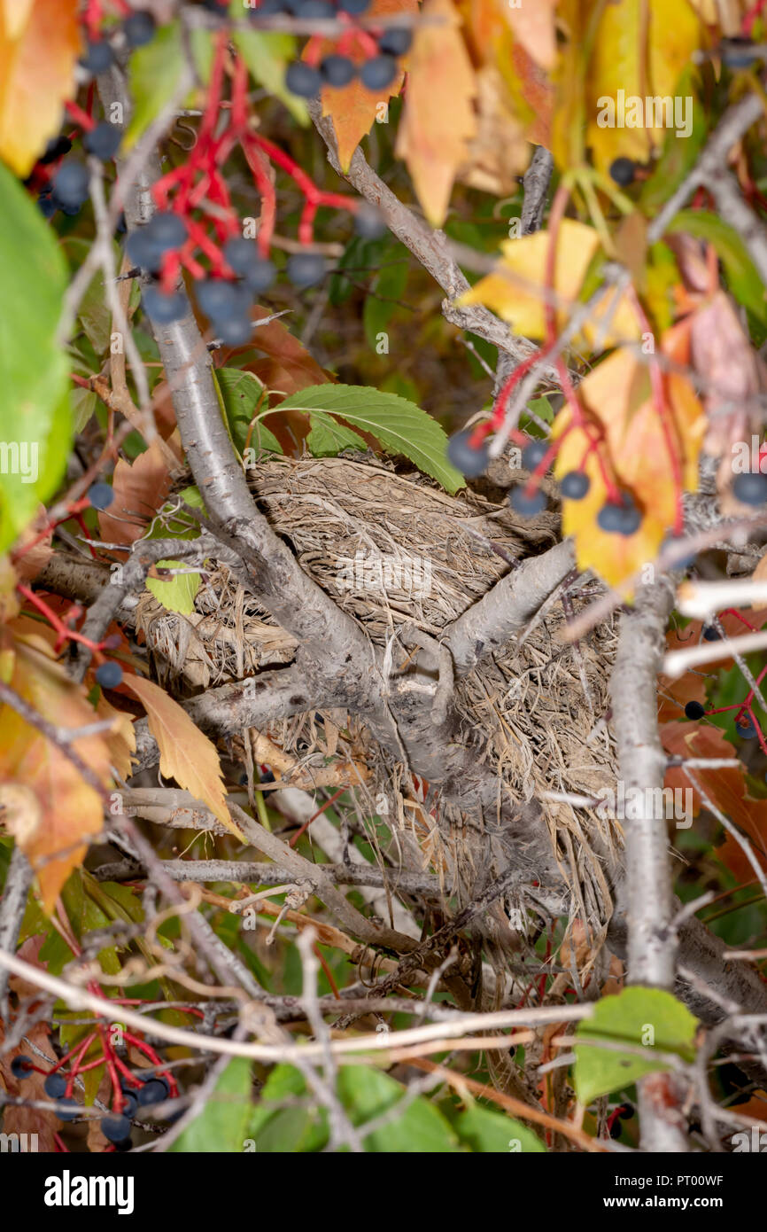 Prunas americana Banque de photographies et d’images à haute résolution ...