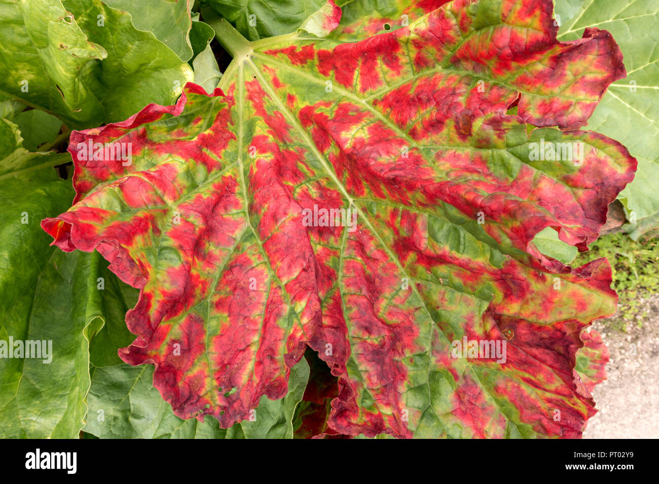 Rouge et vert couleur des feuilles de rhubarbe en automne, Derbyshire ...