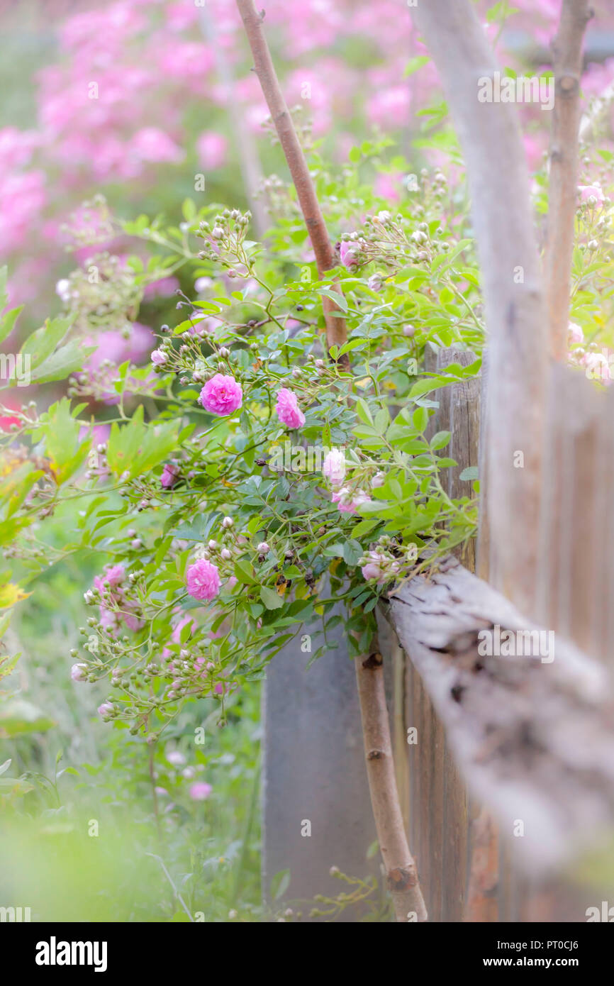 Chien rose Banque de photographies et d’images à haute résolution - Alamy