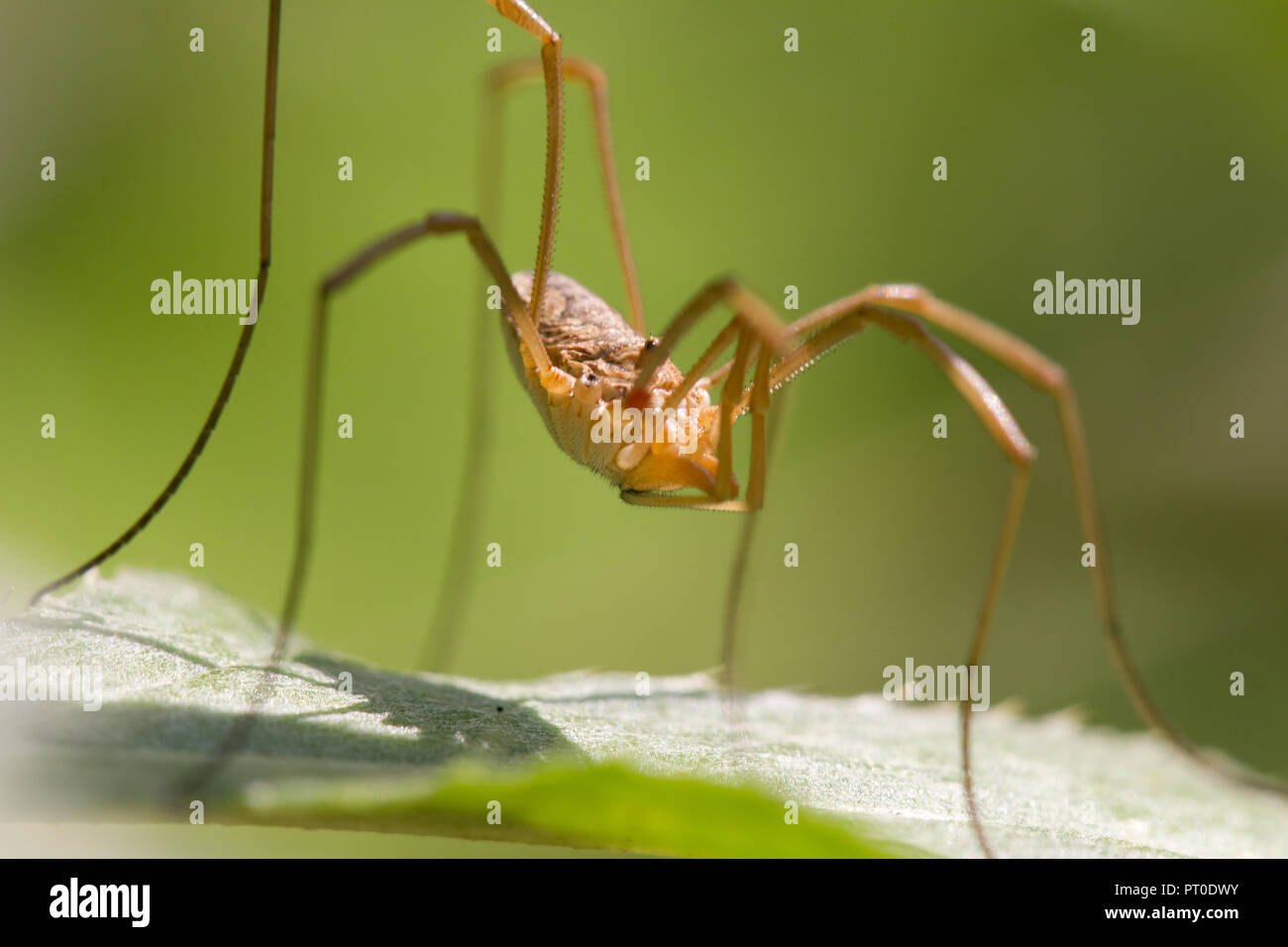 Rilaena triangularis Banque de photographies et d’images à haute ...