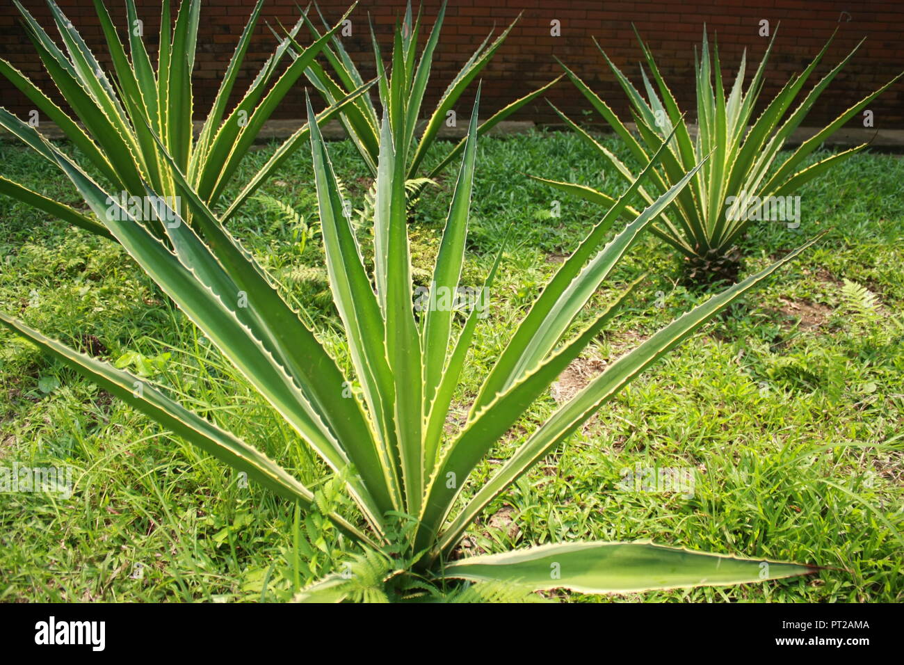Tequila agave Banque de photographies et d’images à haute résolution ...