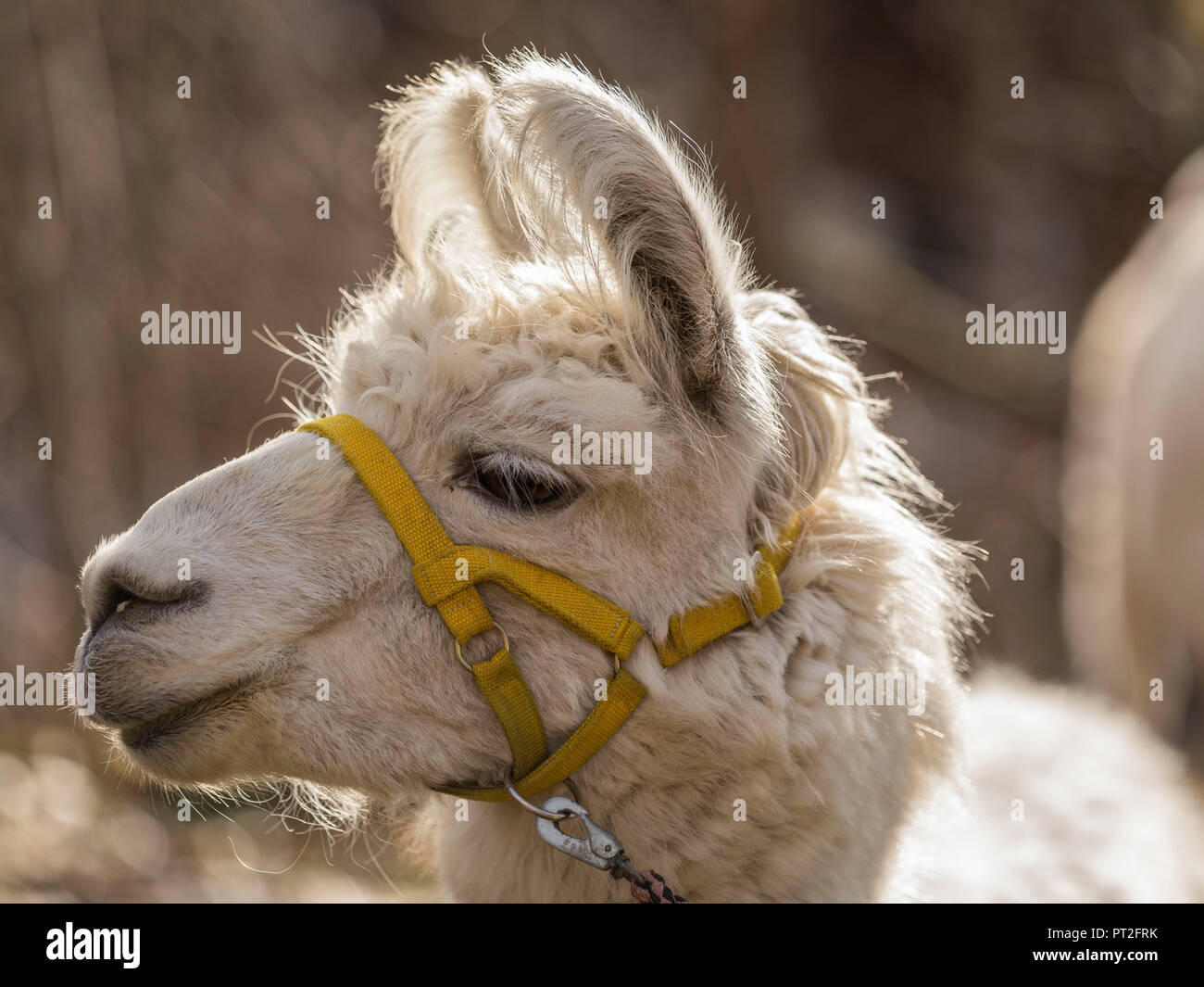 Friendly llama Banque de photographies et d’images à haute résolution ...