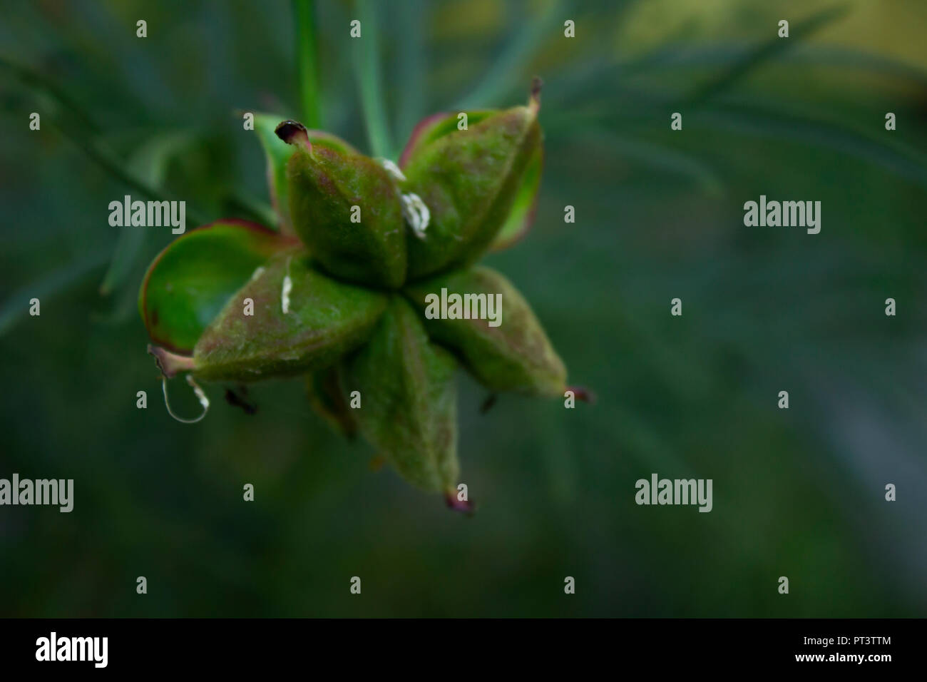 Stade de fructification Banque de photographies et d’images à haute ...
