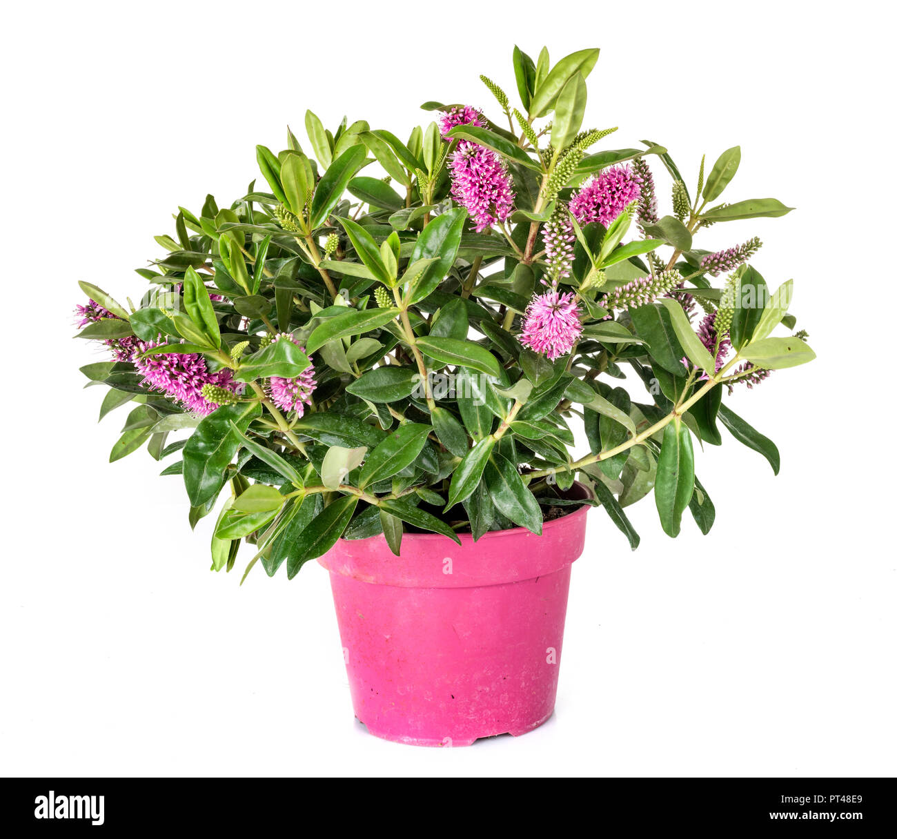 Hebe plante Banque de photographies et d’images à haute résolution - Alamy