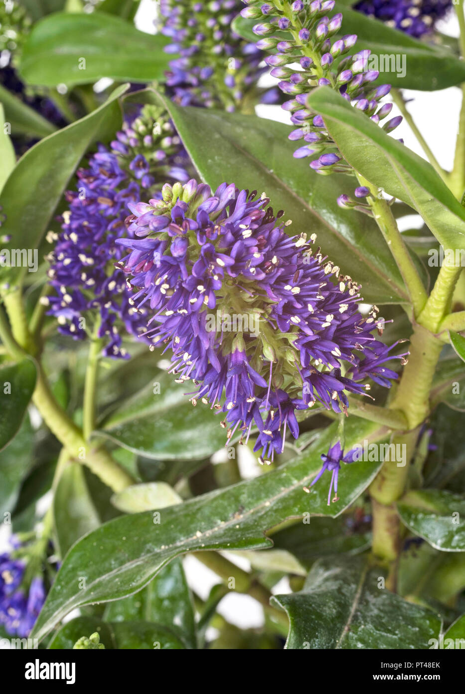 Hebe Plante Banque d'image et photos - Alamy