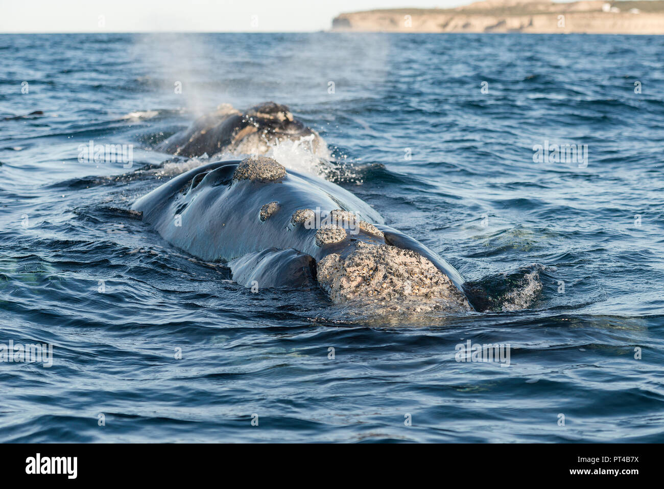 Baleine Franche Australe Banque d'image et photos - Alamy