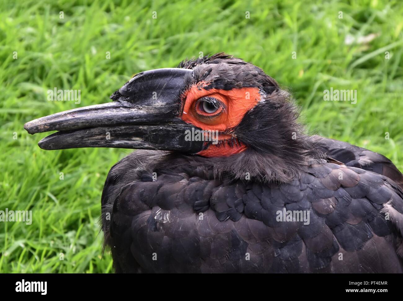 Portrait de calao femelle Banque de photographies et d’images à haute ...