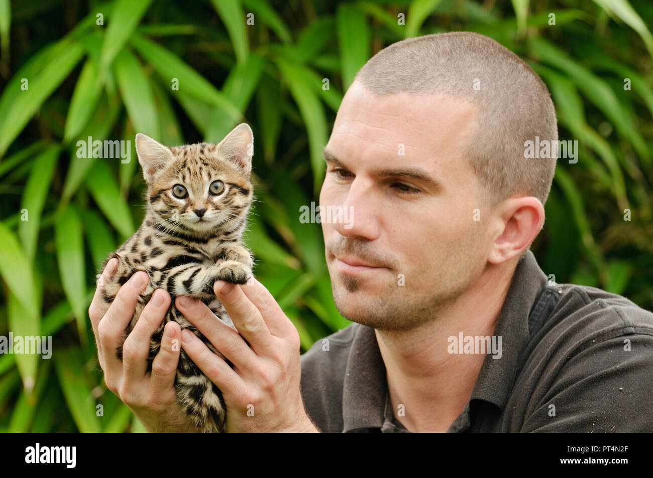 Chat à pieds noirs (Felis nigripes) l'Afrique australe. Part-soulevées ...