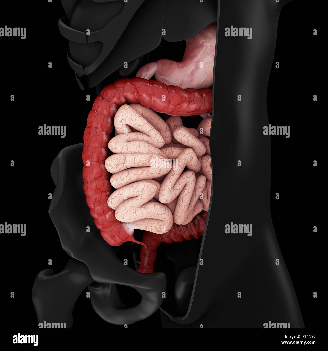 Anatomy of the large intestines Banque de photographies et d’images à ...