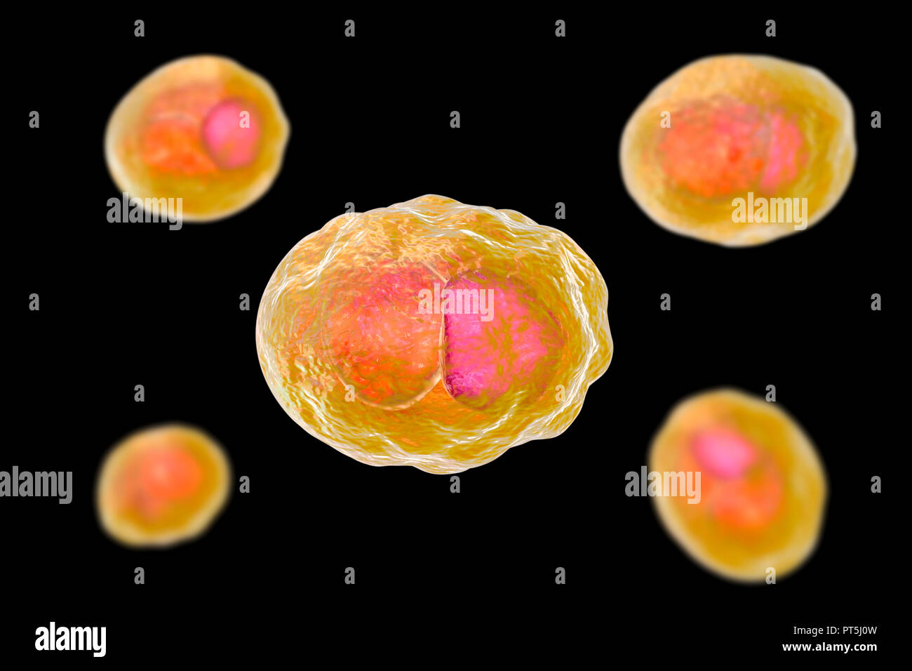 Infection sexuellement transmissible Banque de photographies et d ...