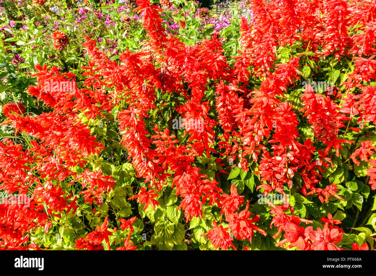 Salvia splendens Banque de photographies et d’images à haute résolution ...