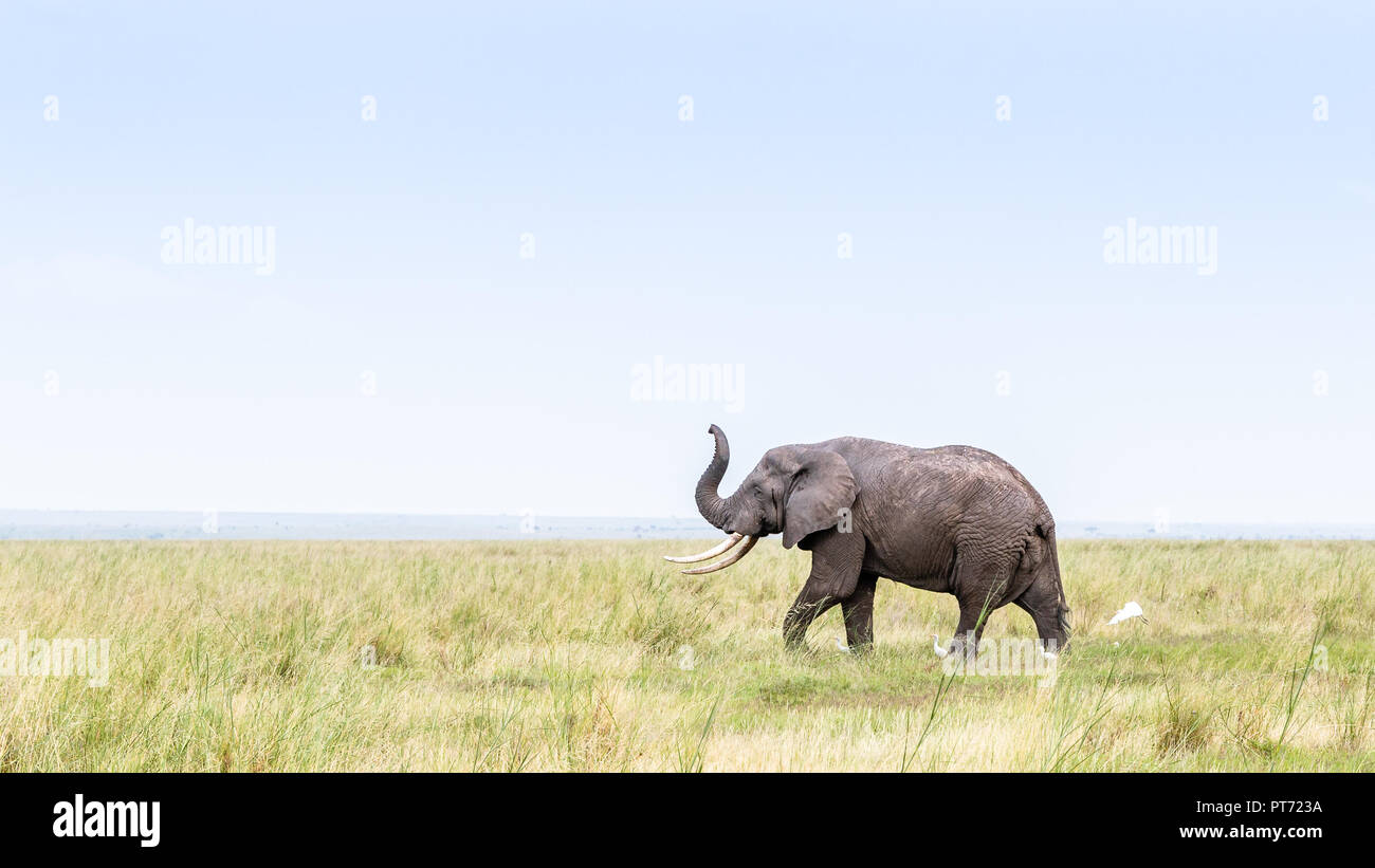 L'exécution d'un éléphant avec sa trompe en l'air Photo Stock - Alamy