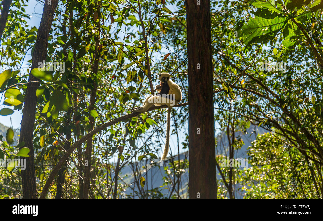 Le Propithèque de disparition Coquerel (Propithecus coquereli) repose ...